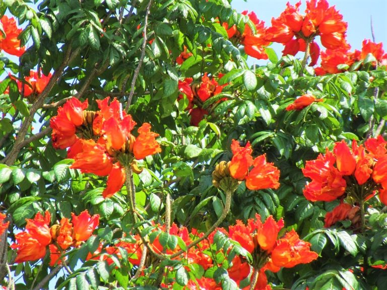 Plants, Flowers & Trees of Vietnam – Vietnam Coracle – Independent ...
