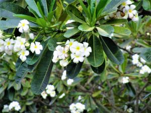 Plants, Flowers & Trees of Vietnam – Vietnam Coracle – Independent ...