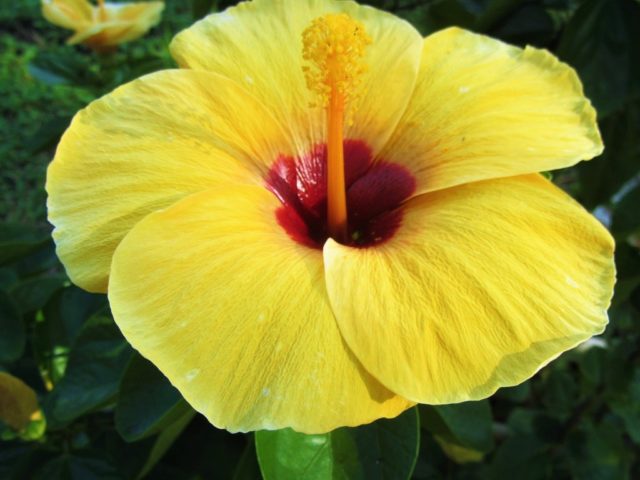 Plants, Flowers & Trees of Vietnam – Vietnam Coracle – Independent ...