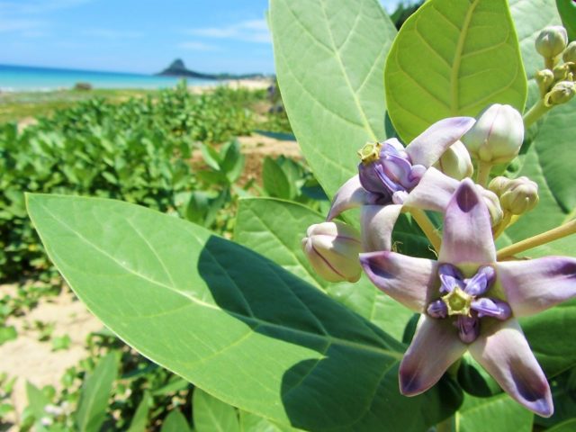 Plants, Flowers & Trees of Vietnam – Vietnam Coracle – Independent ...