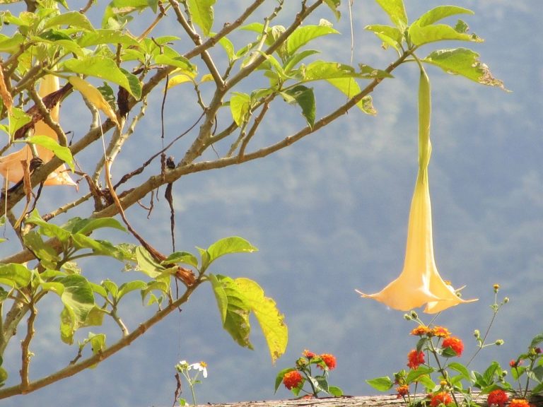 Plants, Flowers & Trees of Vietnam – Vietnam Coracle – Independent ...