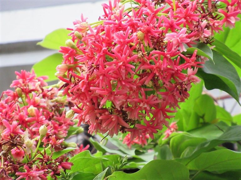 Plants, Flowers & Trees of Vietnam – Vietnam Coracle – Independent ...