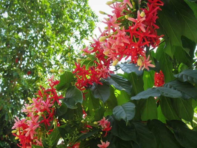 Plants, Flowers & Trees of Vietnam – Vietnam Coracle – Independent ...