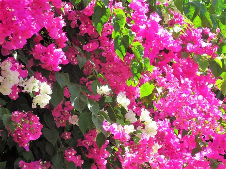 Plants, Flowers & Trees of Vietnam – Vietnam Coracle – Independent ...