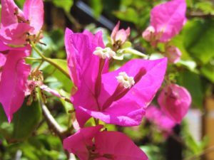 Plants, Flowers & Trees of Vietnam – Vietnam Coracle – Independent ...