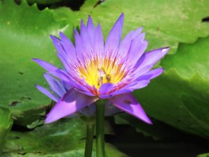 Plants, Flowers & Trees of Vietnam – Vietnam Coracle – Independent ...
