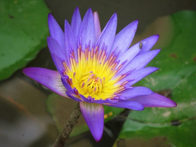 Plants, Flowers & Trees of Vietnam – Vietnam Coracle – Independent ...