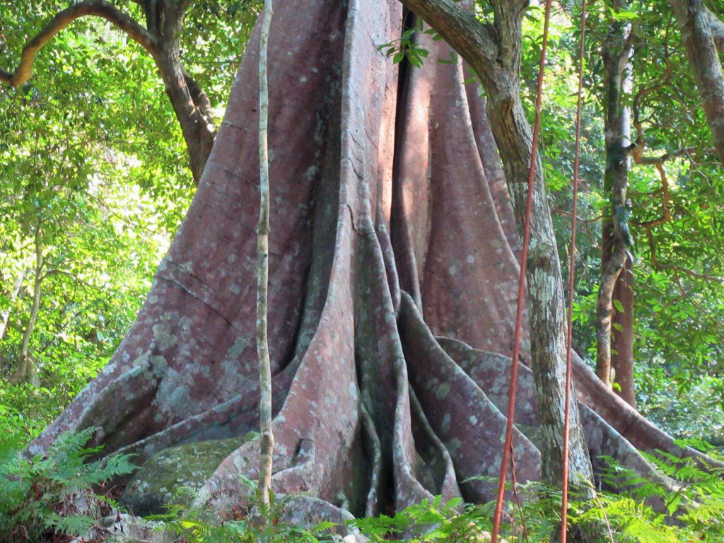 Ode to a Banyan Tree – Vietnam Coracle – Independent Travel Guides to ...