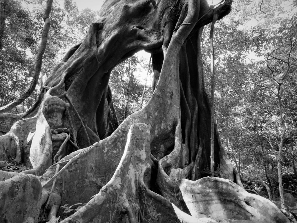 Ode to a Banyan Tree – Vietnam Coracle – Independent Travel Guides to ...