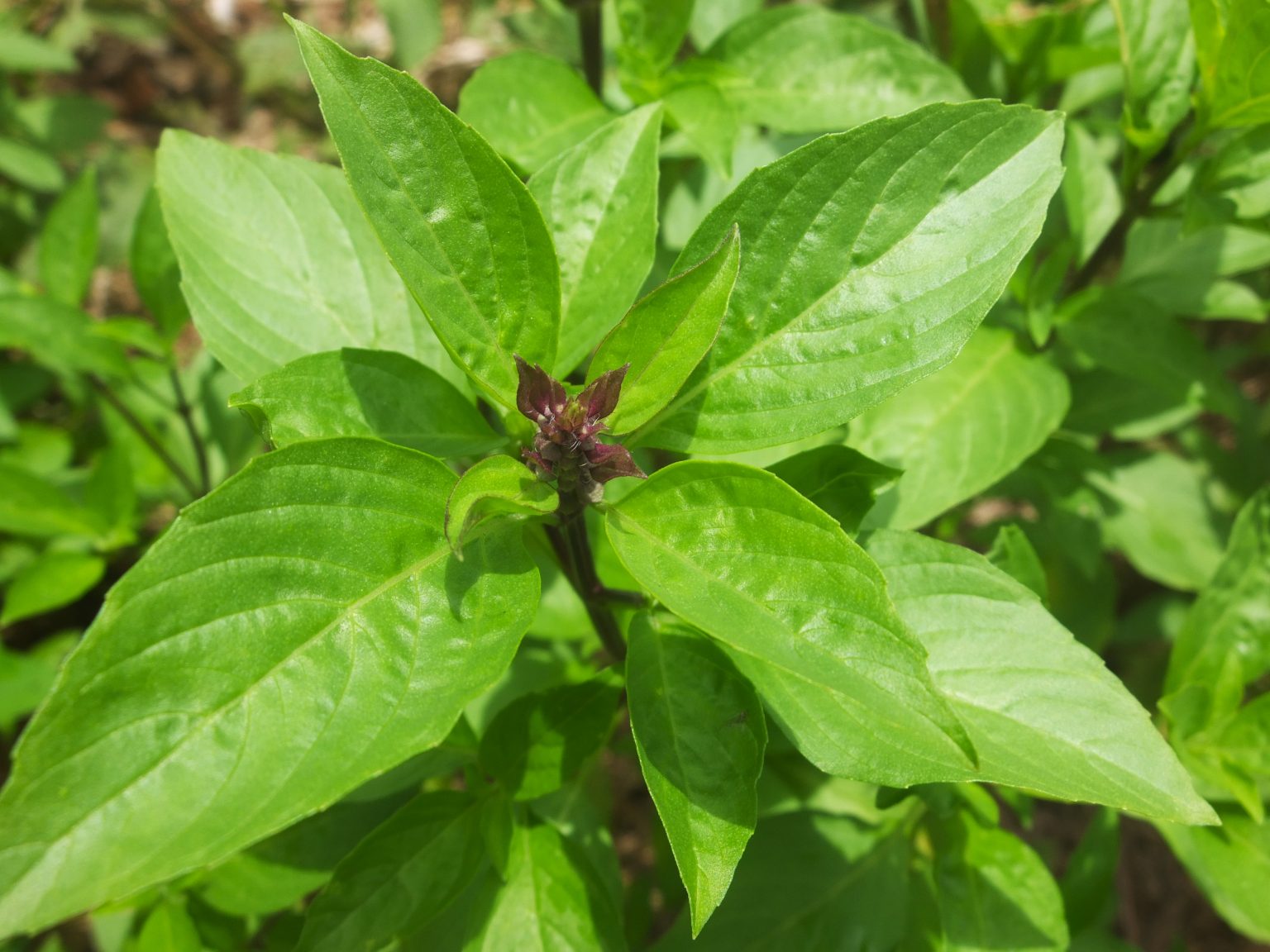 Fresh Herbs & Spices in Vietnamese Food – Vietnam Coracle – Independent ...