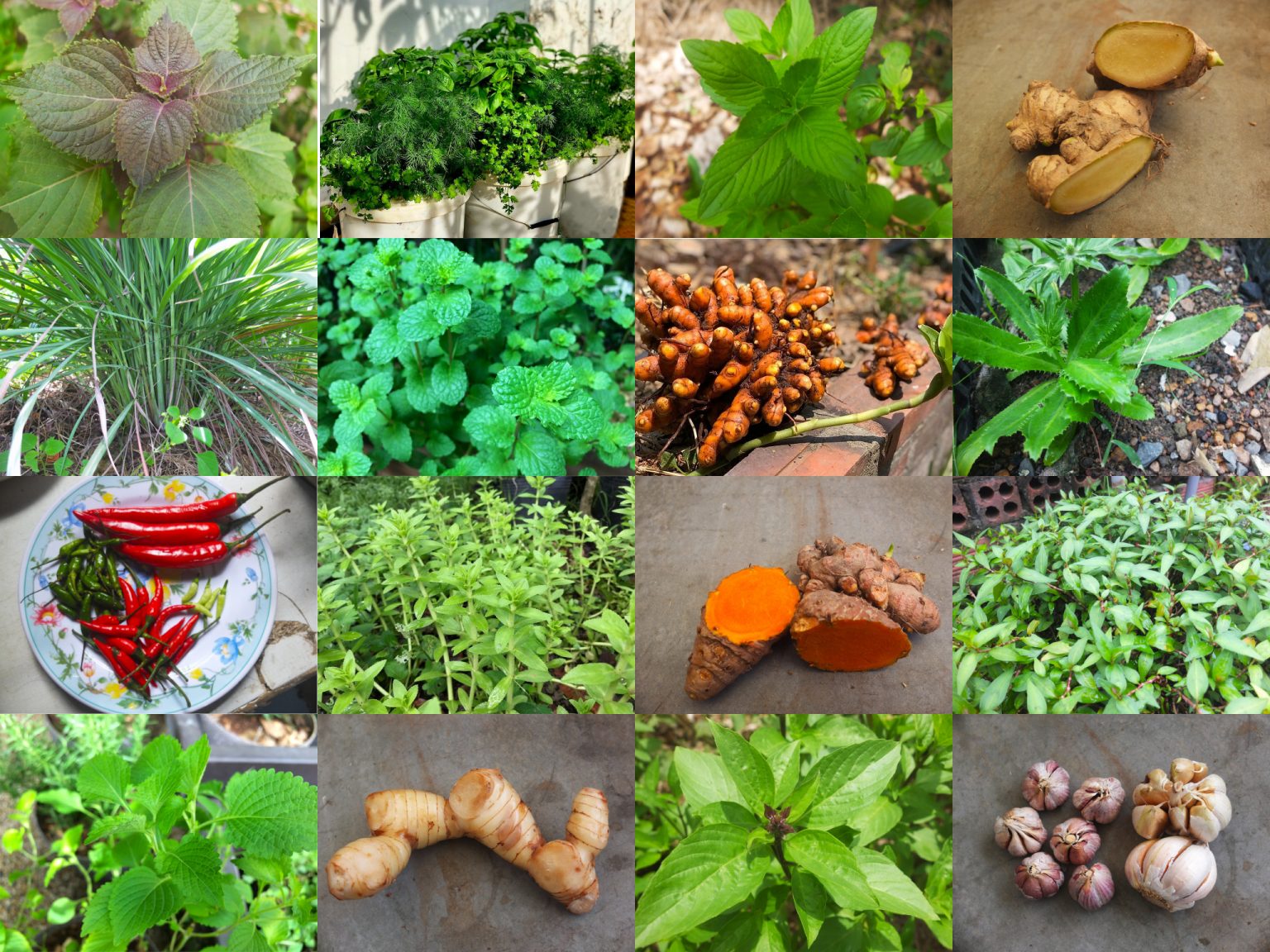 Fresh Herbs & Spices in Vietnamese Food – Vietnam Coracle – Independent ...