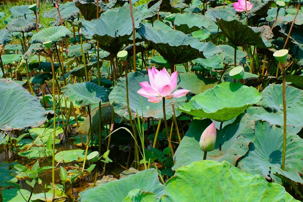 Edible Flowers in Vietnamese Cuisine – Vietnam Coracle – Independent ...