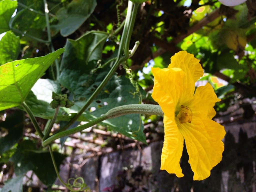 Edible Flowers in Vietnamese Cuisine – Vietnam Coracle – Independent ...