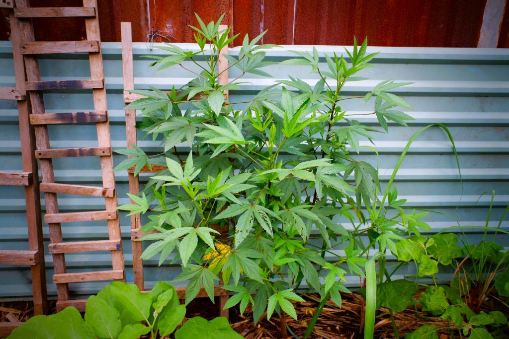 Edible Flowers in Vietnamese Cuisine – Vietnam Coracle – Independent ...