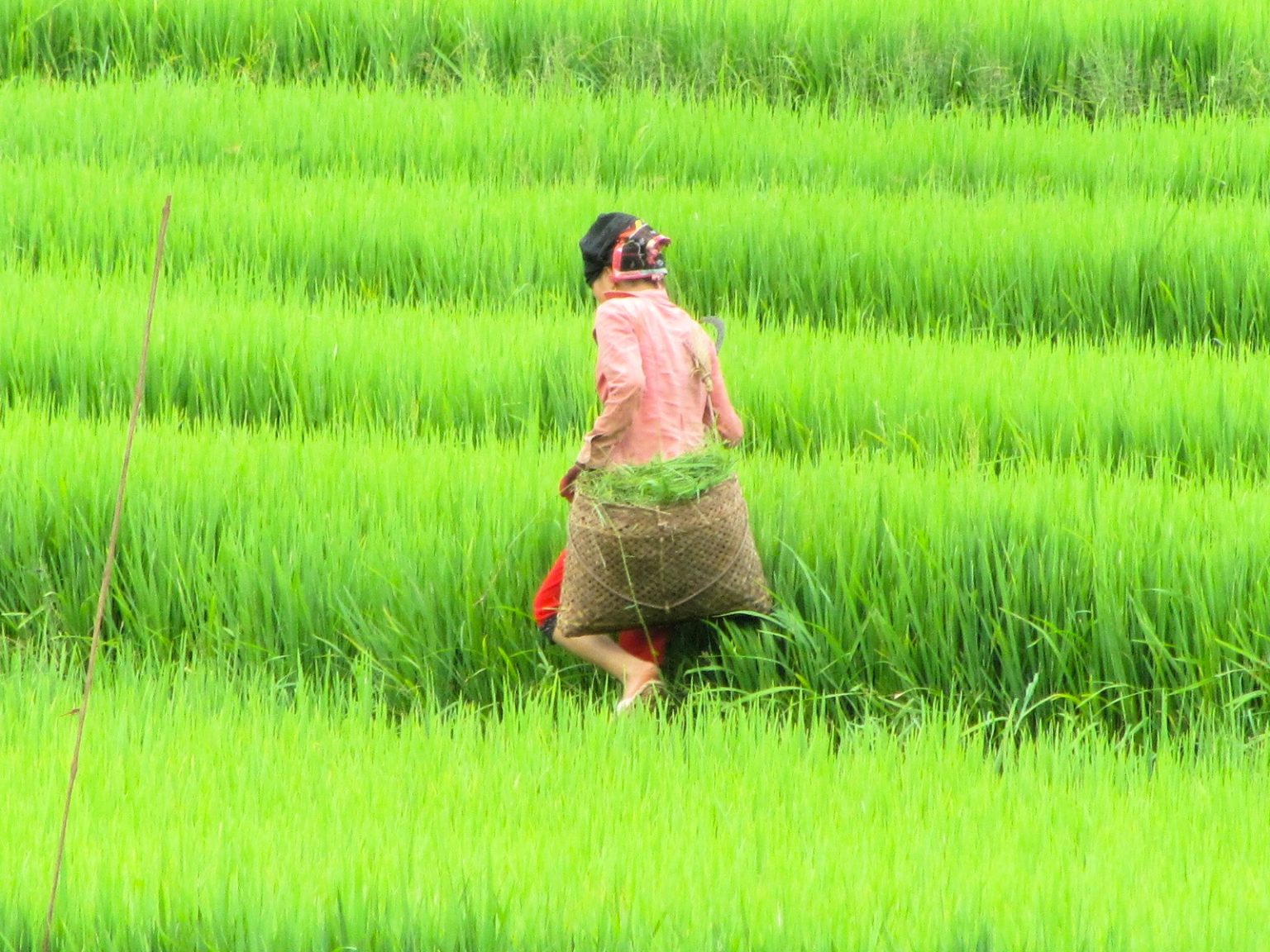 Rice Terraces of Northern Vietnam – Vietnam Coracle – Independent ...
