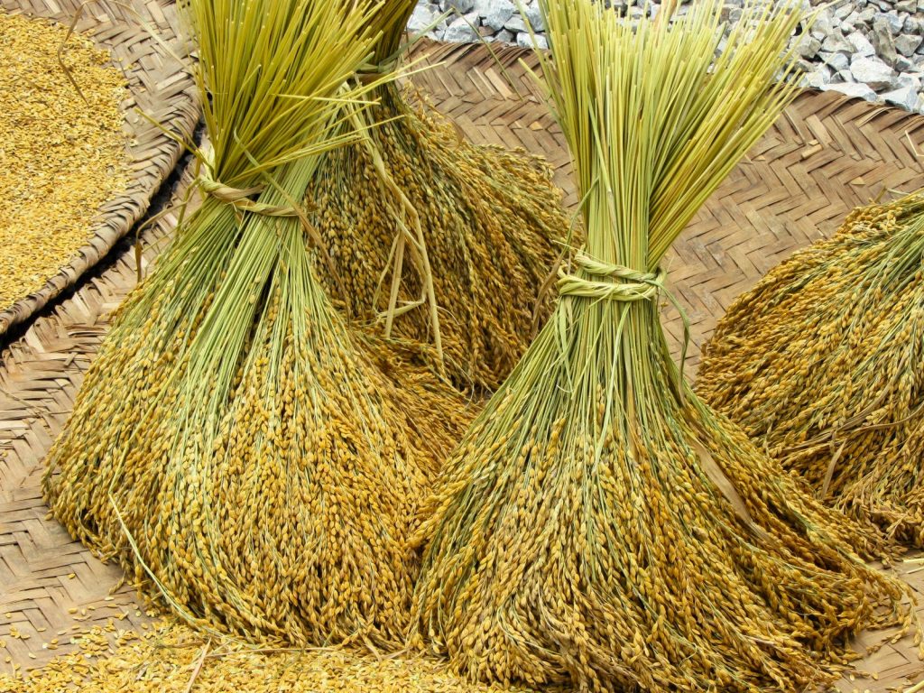 Rice Terraces of Northern Vietnam – Vietnam Coracle – Independent ...