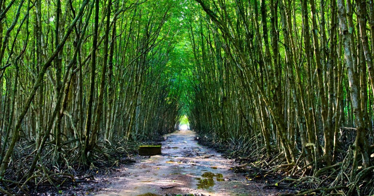 Can Gio Forest & Rung Sac Road – Vietnam Coracle – Independent Travel ...